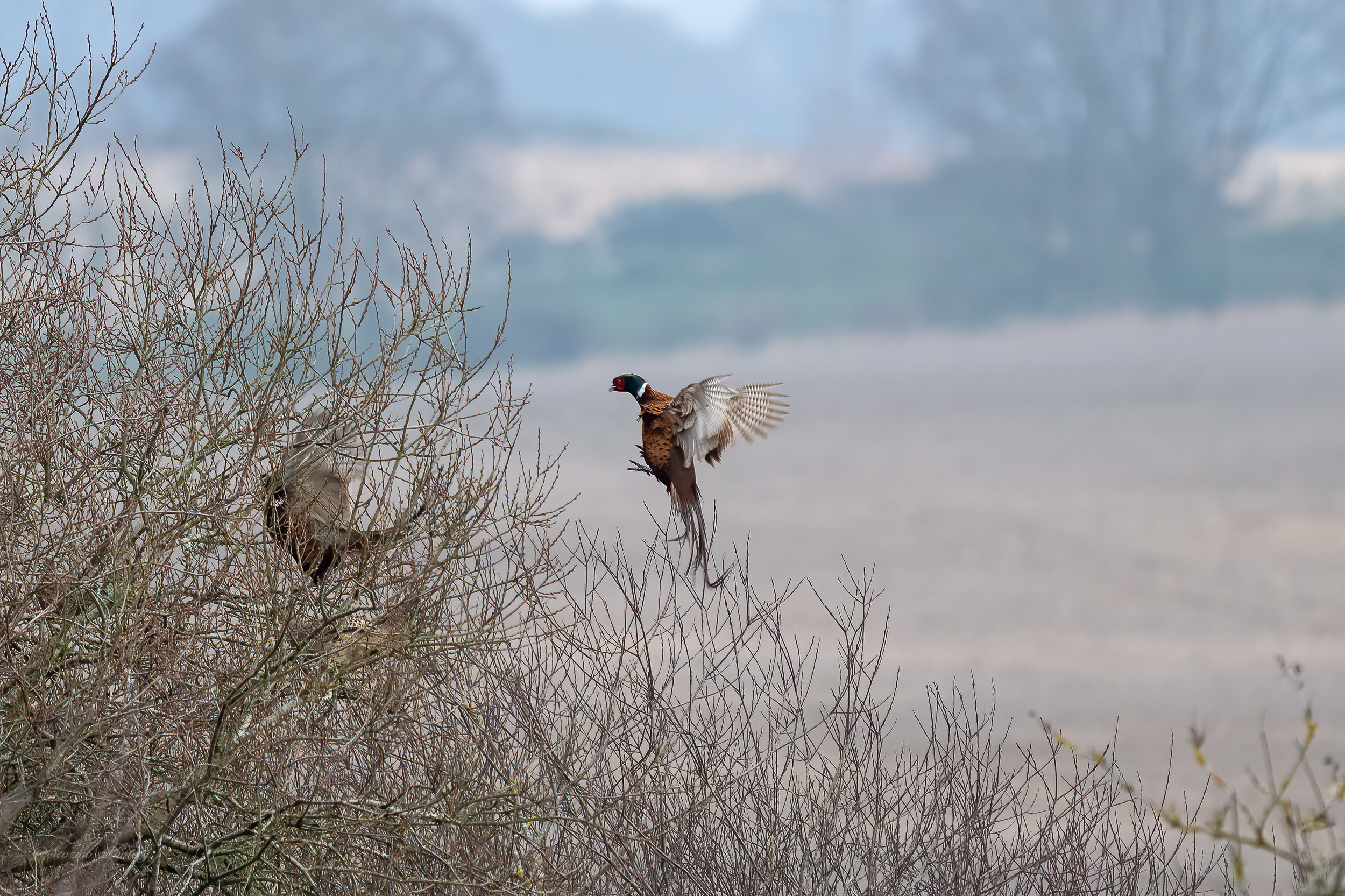 Not a Pheasant Plucker! – Scozmo's Photery