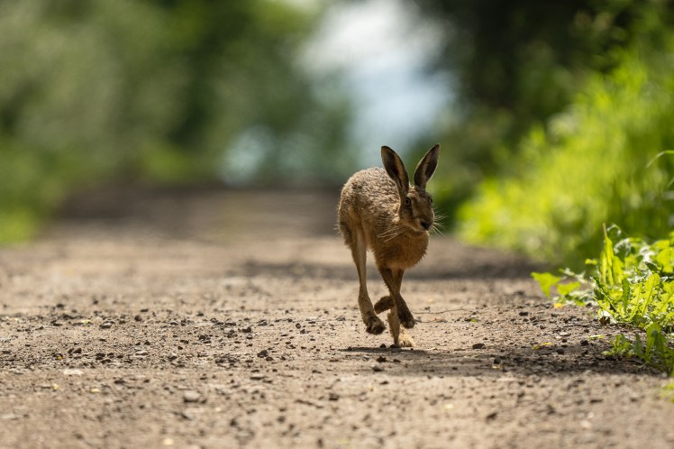 Running back – Scozmo's Photery